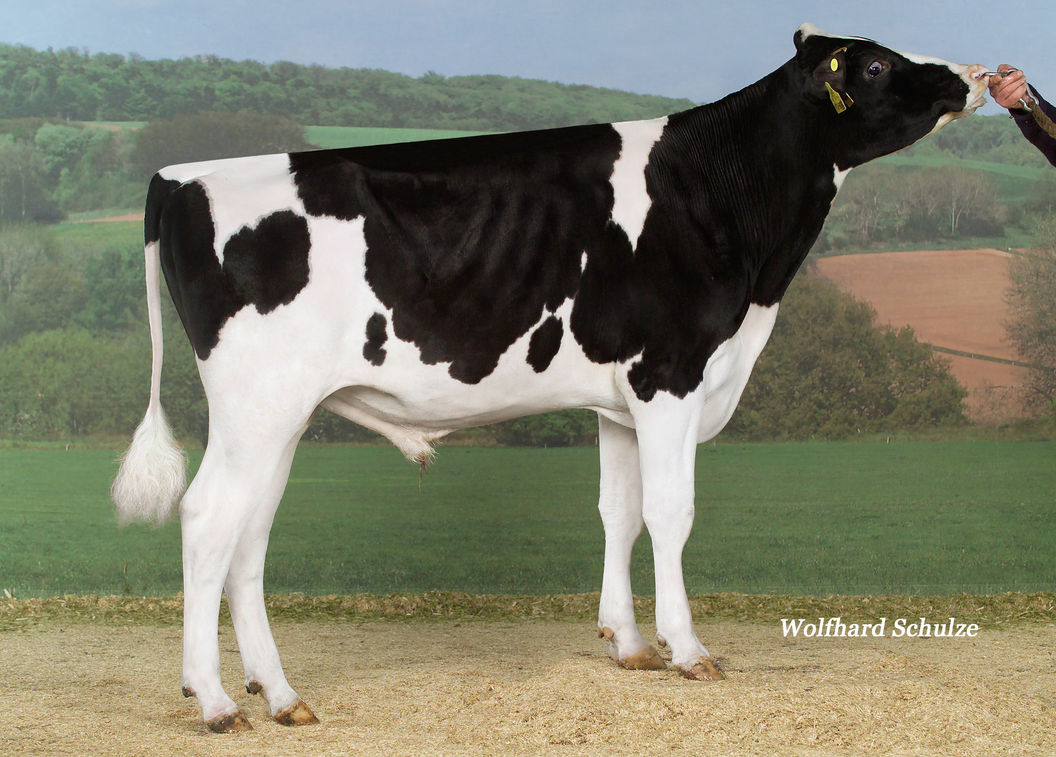 Holstein Friesian Bull