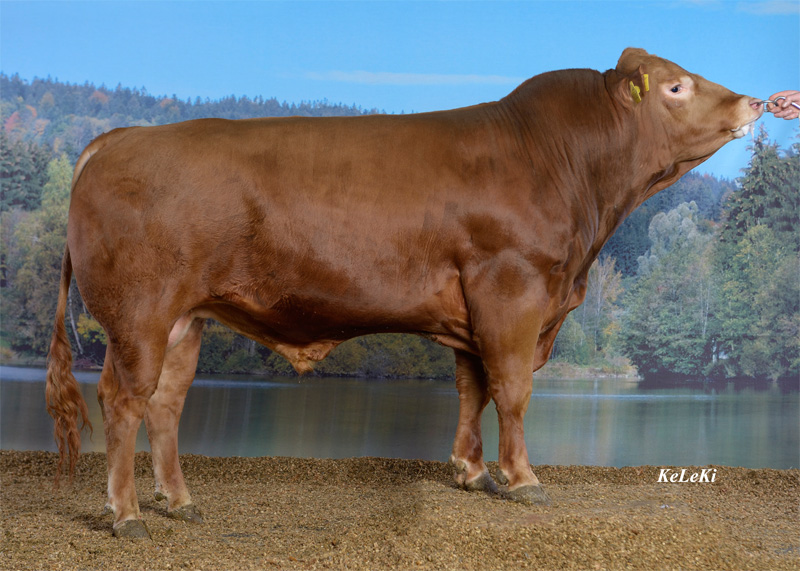 Polled Beef Bulls - Synetics