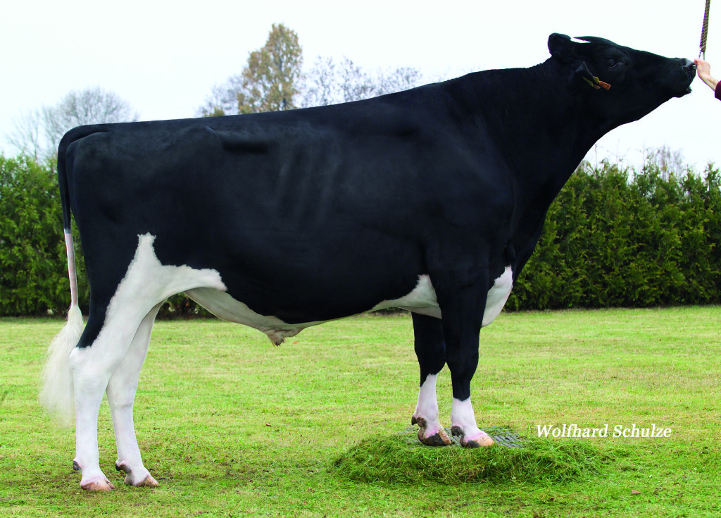 Mastergen - New cattle genetics company