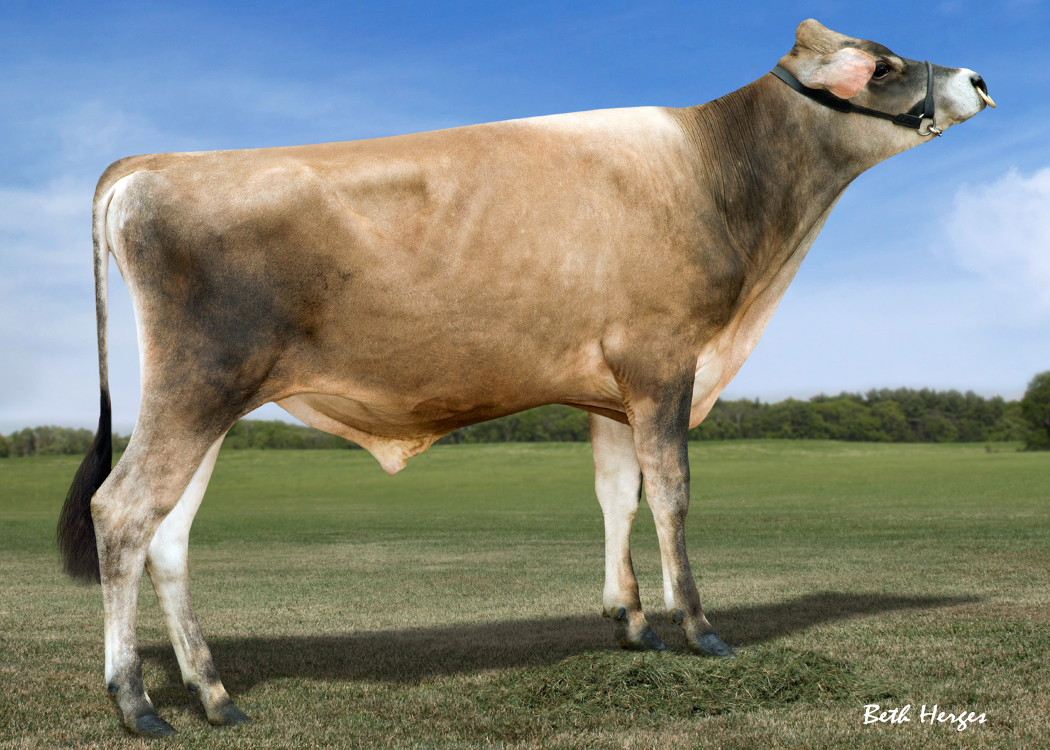 Jersey Bulls - Synetics
