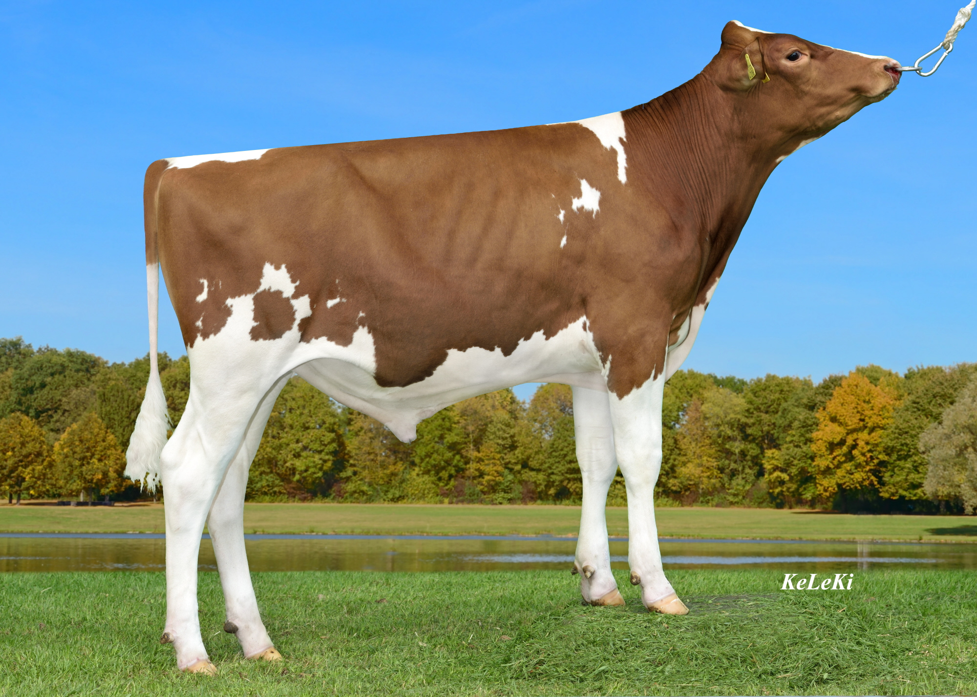 Polled Holstein Bulls - Synetics