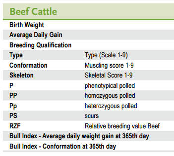 German Beef Scores - Synetics
