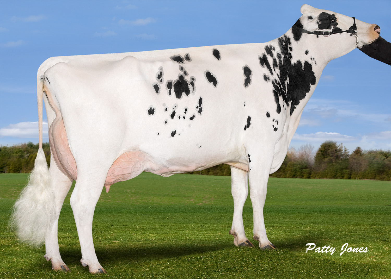 New Balisto son from the famous Bombi Cow family! - Synetics