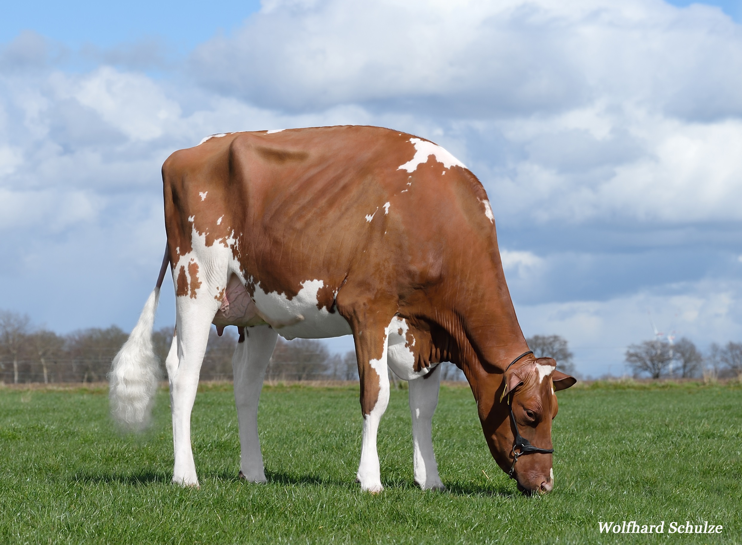 DICE RED - Red Holstein Bull semen - Mastergen Ltd