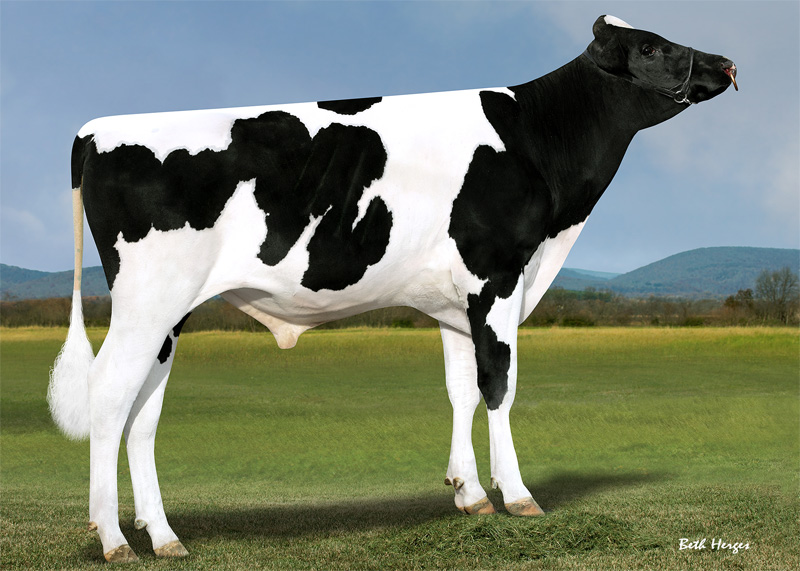 Bomaz ROCKSTONE - Synetics