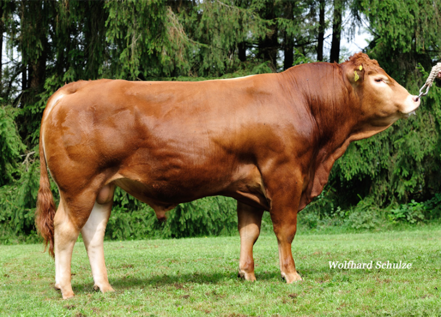 TORPHY PP - Synetics