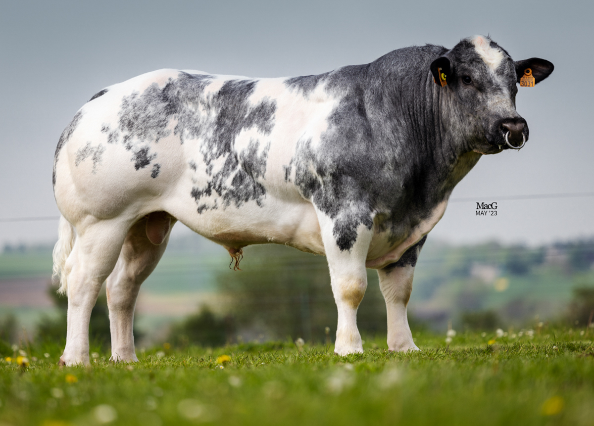 Belgium Blue Bull Baby