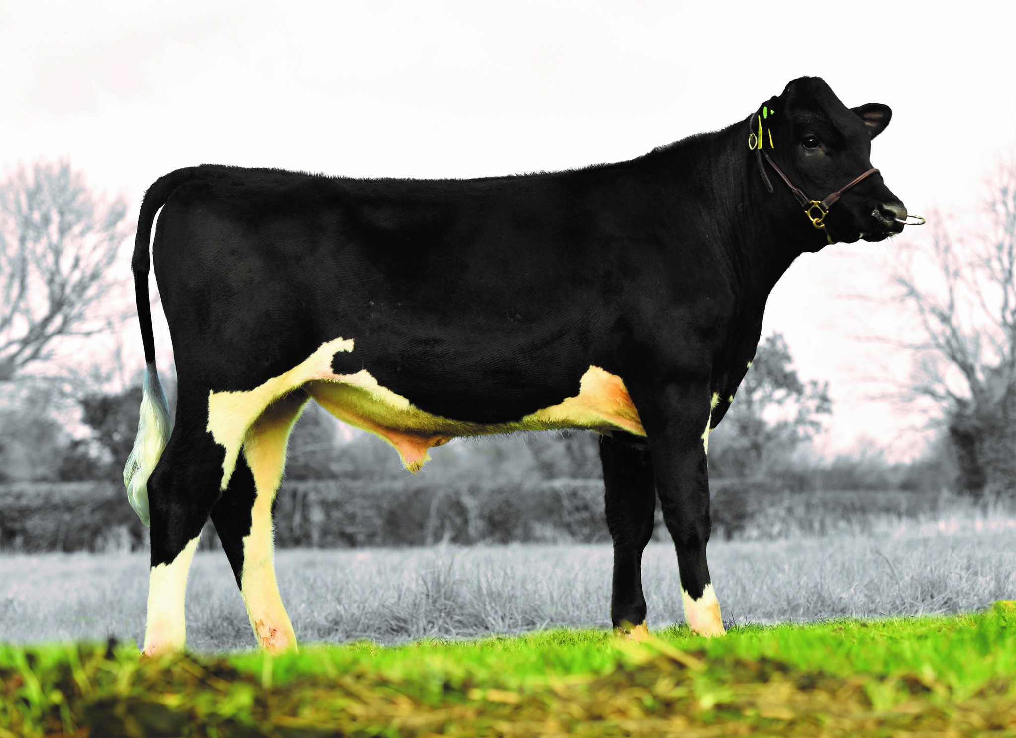 olcastoscar - Synetics