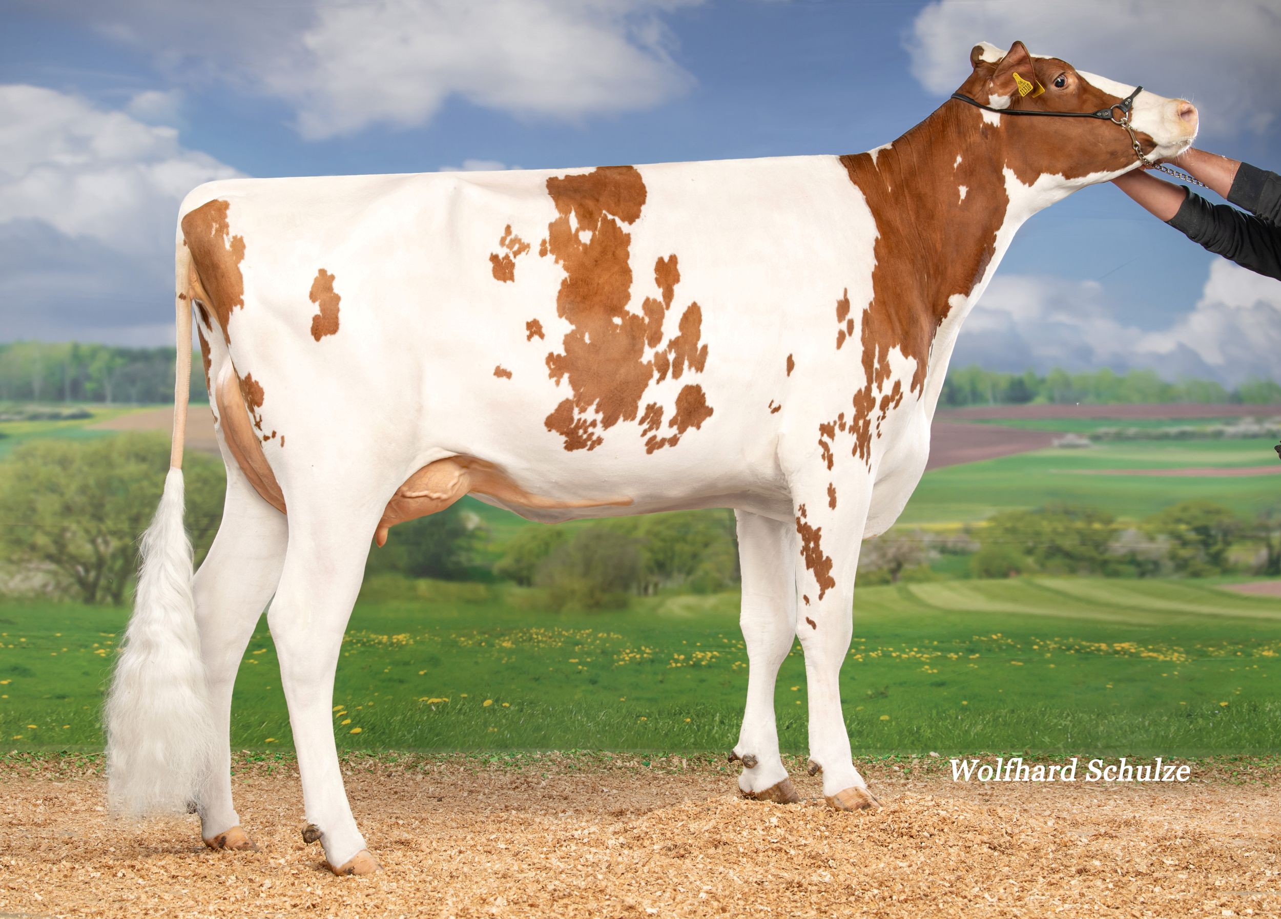 PEDRI RED - Synetics