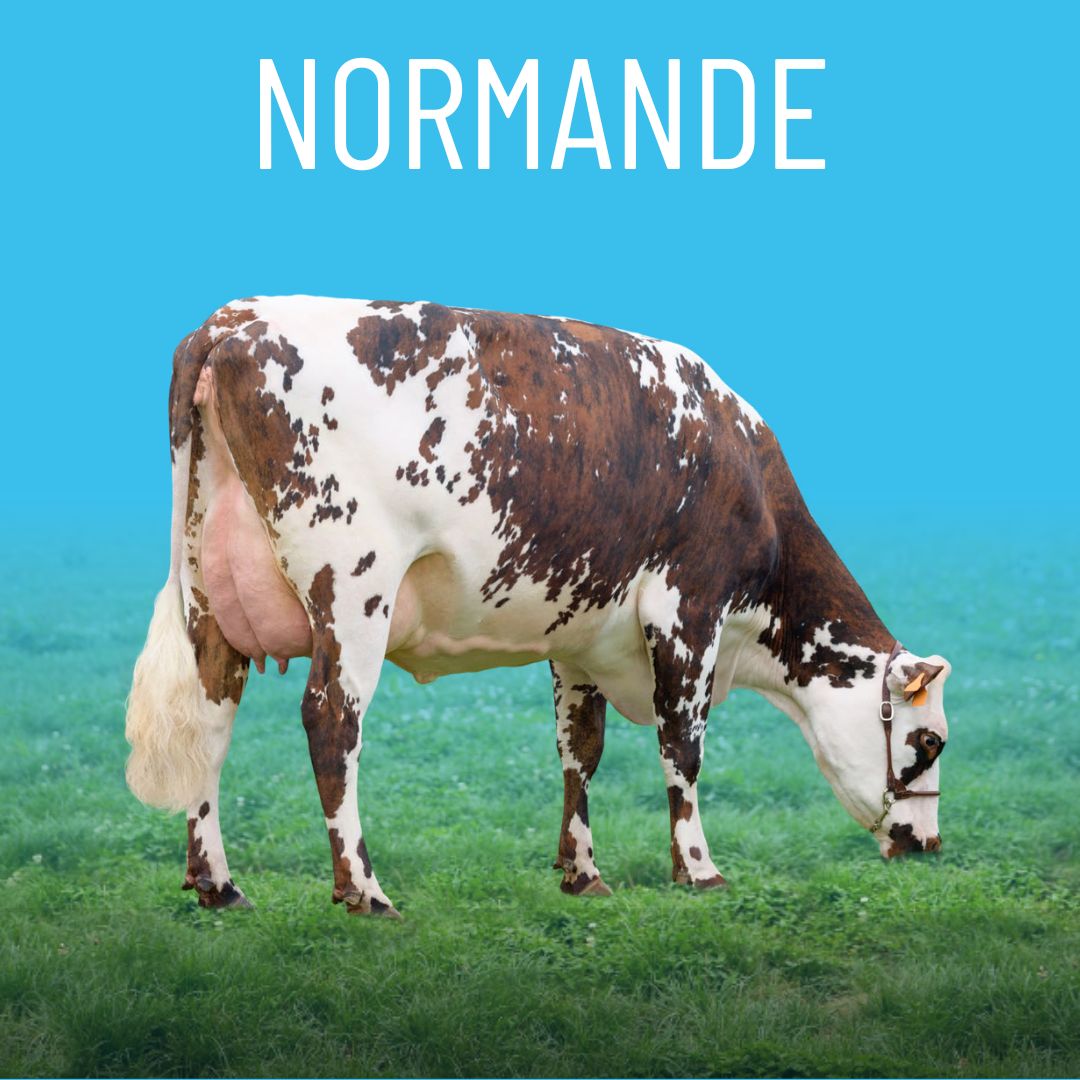 ONLINE WEBINAR INVITATION - Synetics